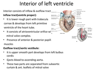 Heart and pericardium cvs anatomy | PPT