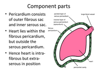 Heart and pericardium cvs anatomy | PPT