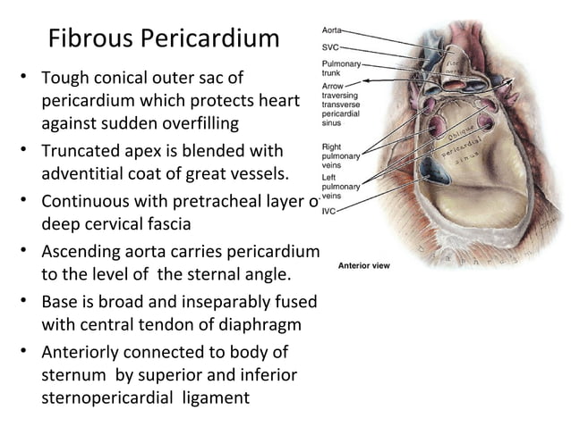 Heart and pericardium cvs anatomy | PPT