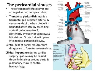 Heart and pericardium cvs anatomy | PPT