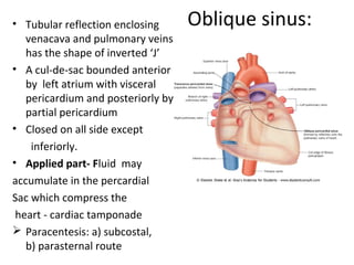 Heart and pericardium cvs anatomy | PPT