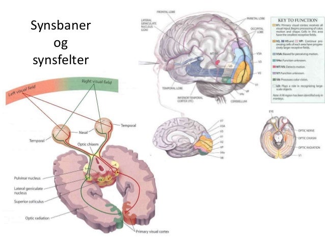 Hjerneskade; syn og øjne