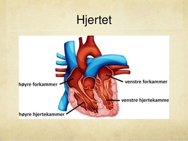 Hjertet