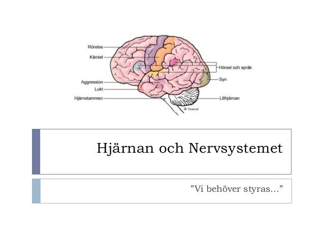 Hjarnanskalkylbladicentralanervsystemet