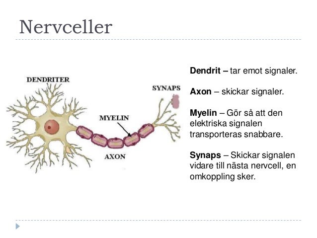 Hjärnan och nervsystemet
