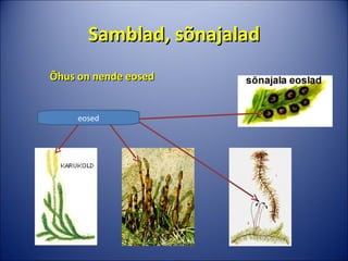 õHk Elukeskkonnana | PPT