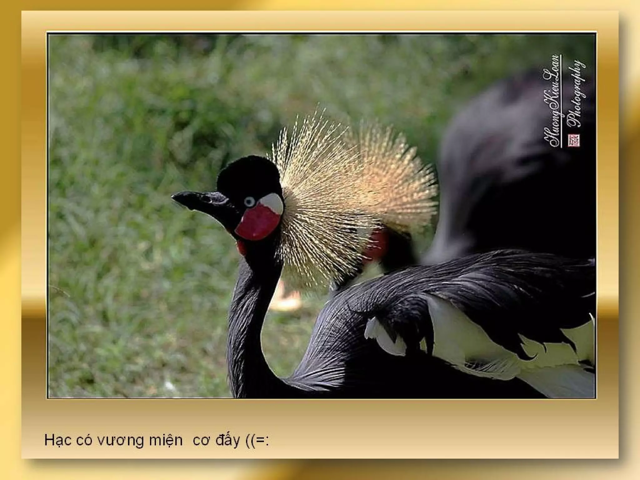 Nhung canh mau quanh toi ( birds)_ HuongKieuLoan | PPT