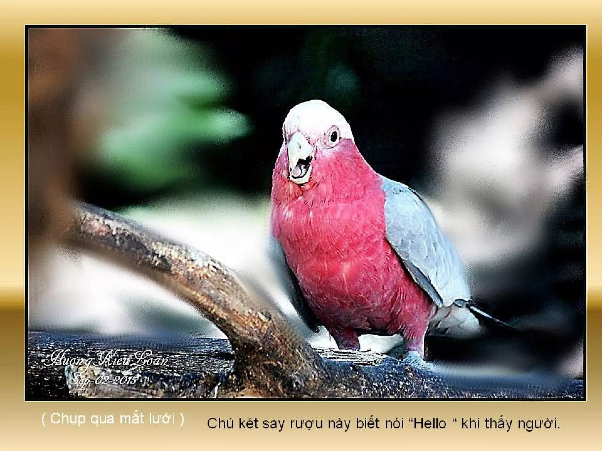 Nhung canh mau quanh toi ( birds)_ HuongKieuLoan | PPT