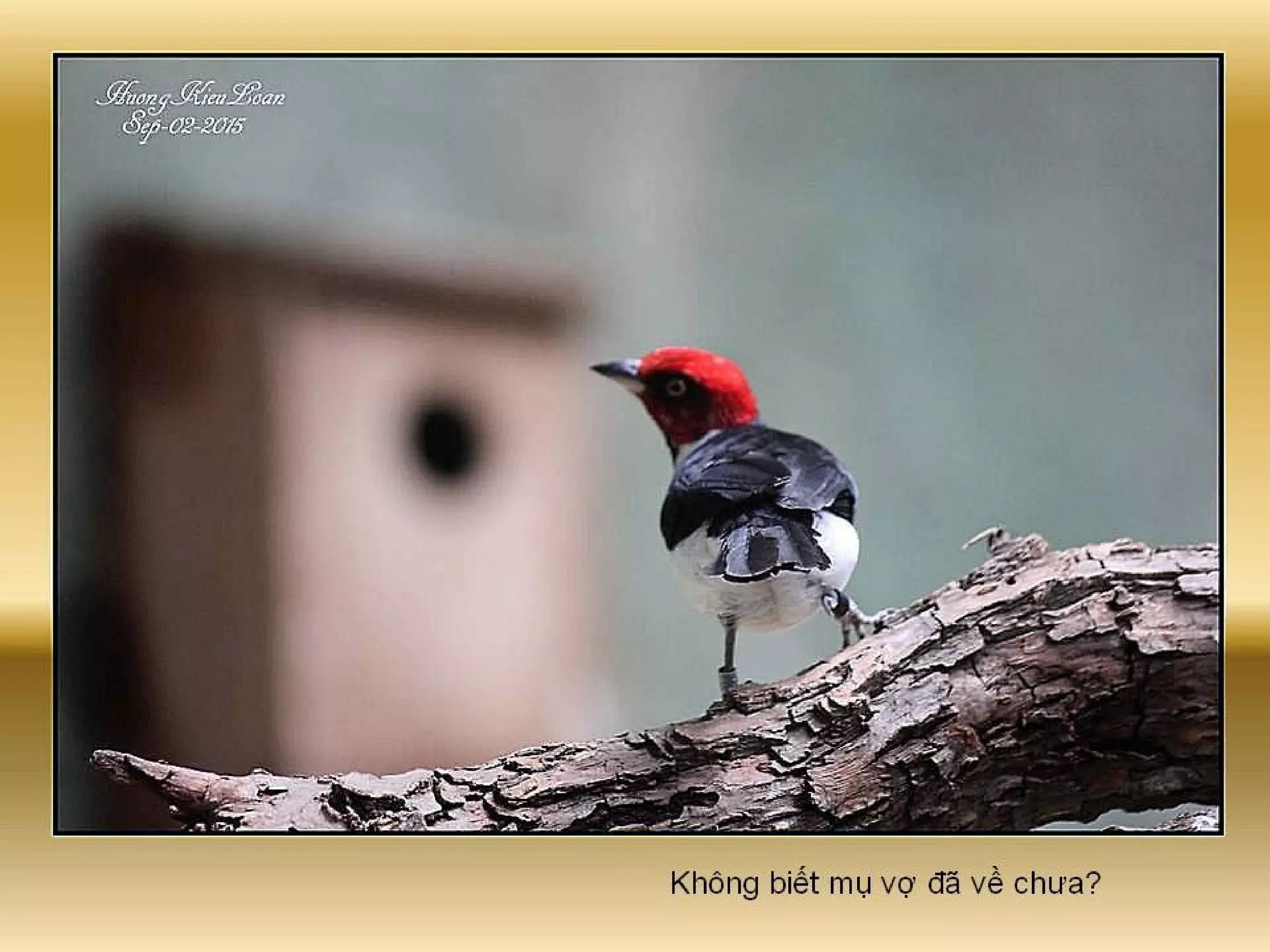 Nhung canh mau quanh toi ( birds)_ HuongKieuLoan | PPT