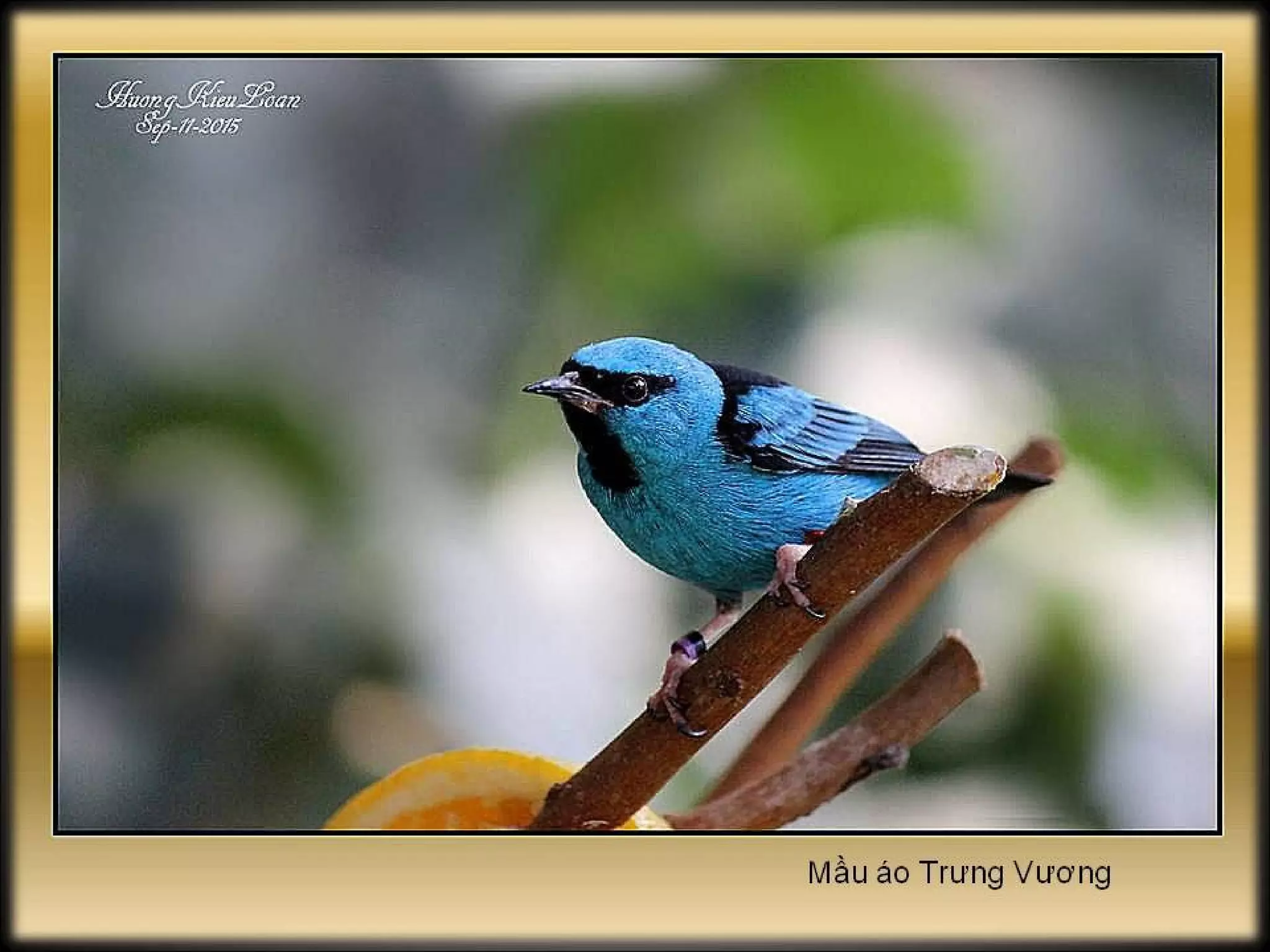 Nhung canh mau quanh toi ( birds)_ HuongKieuLoan | PPT