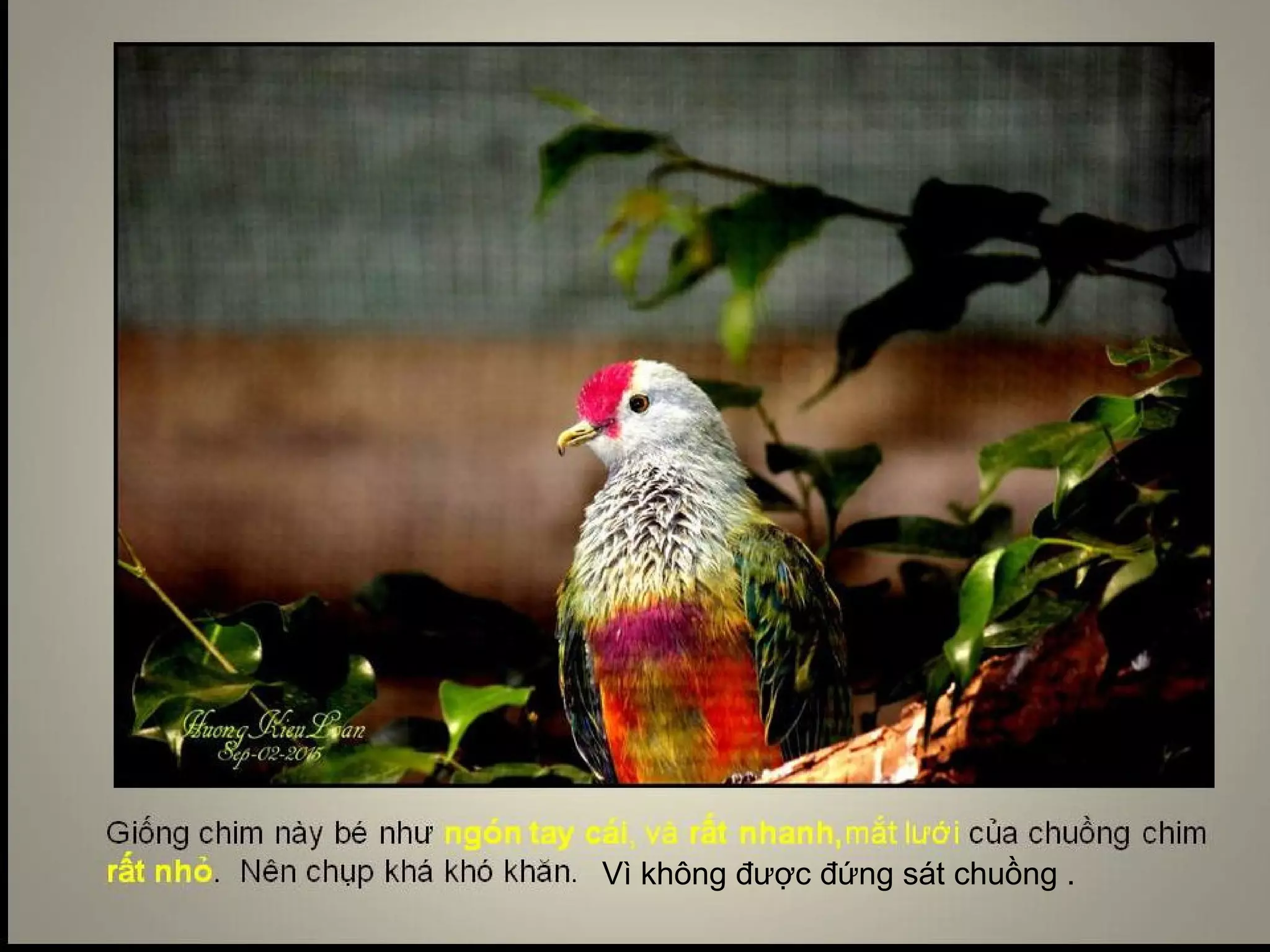 Nhung canh mau quanh toi ( birds)_ HuongKieuLoan | PPT