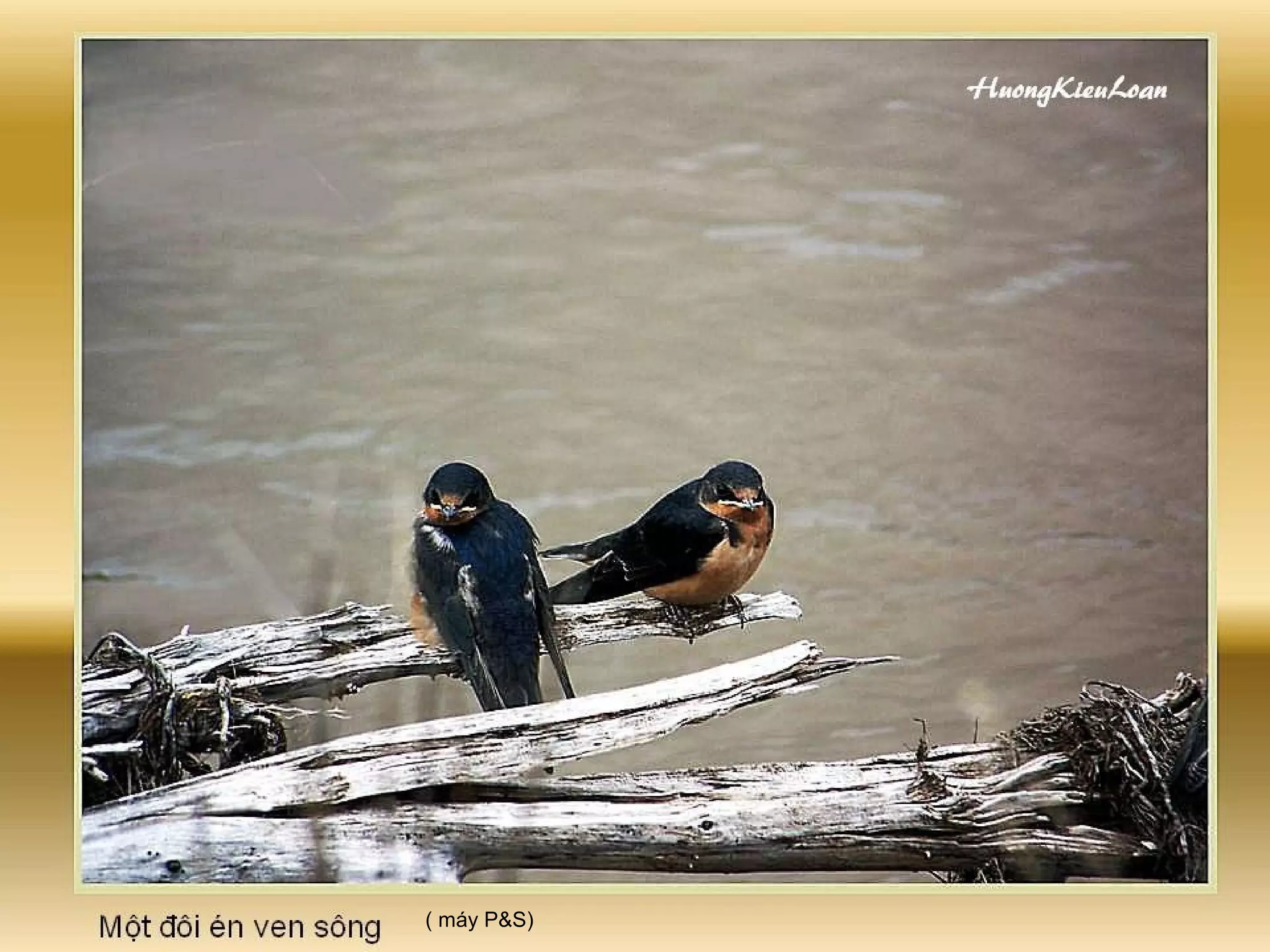 Nhung canh mau quanh toi ( birds)_ HuongKieuLoan | PPT