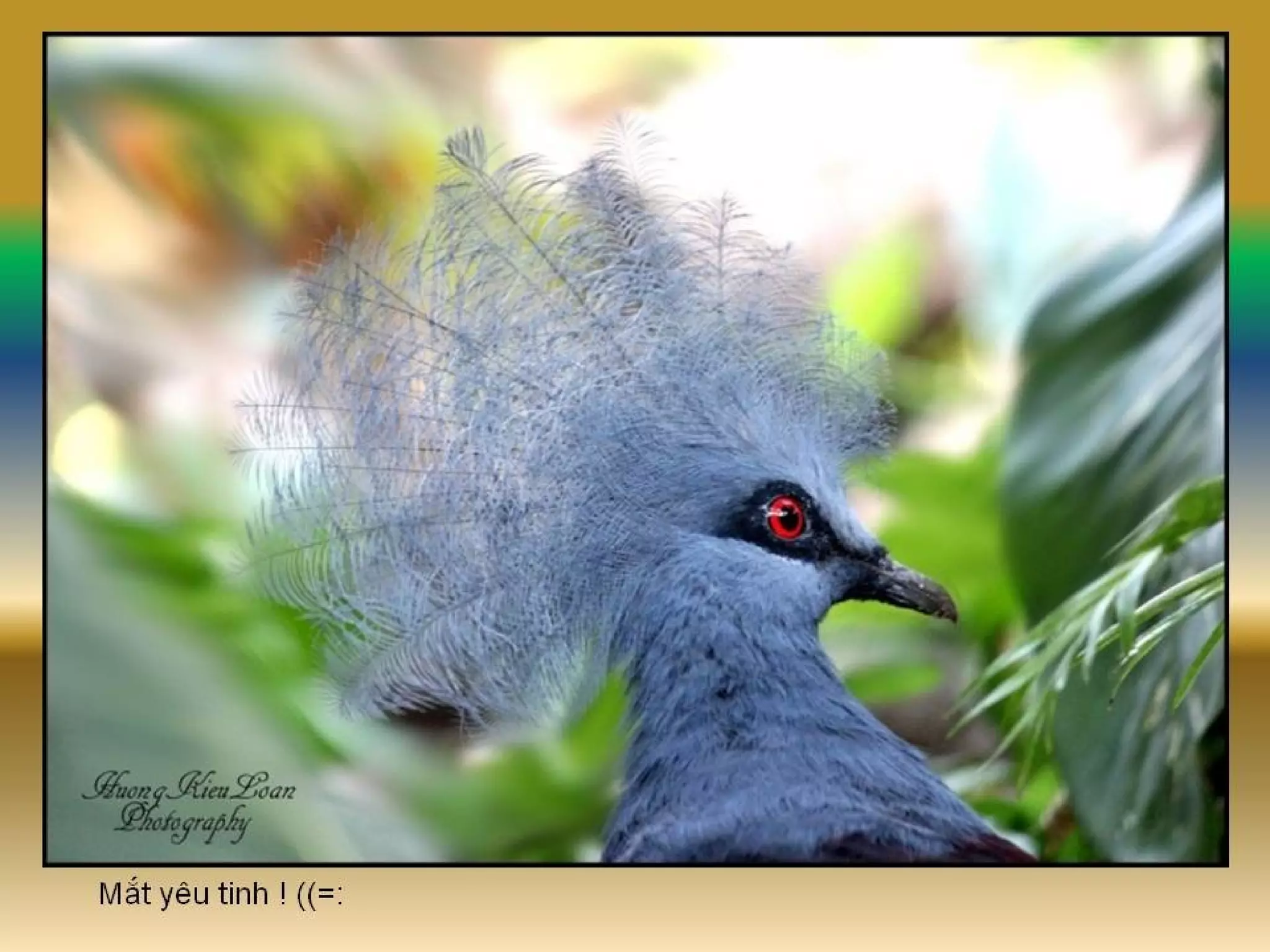 Nhung canh mau quanh toi ( birds)_ HuongKieuLoan | PPT