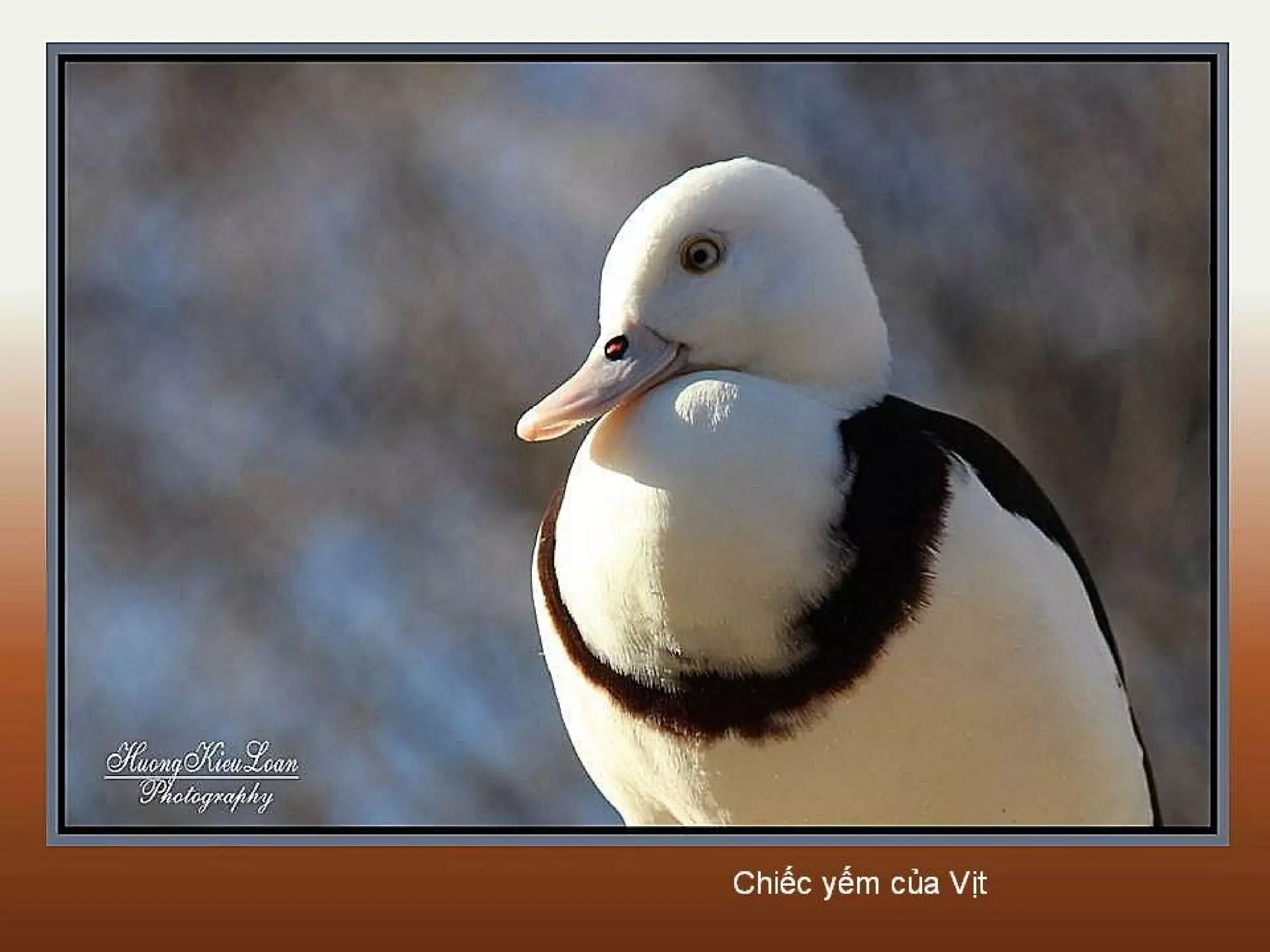 Nhung canh mau quanh toi ( birds)_ HuongKieuLoan | PPT