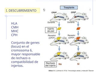COMPLEJO MAYOR DE HISTOCOMPATIBILIDAD TIPO I Y TIPO II | PPTX