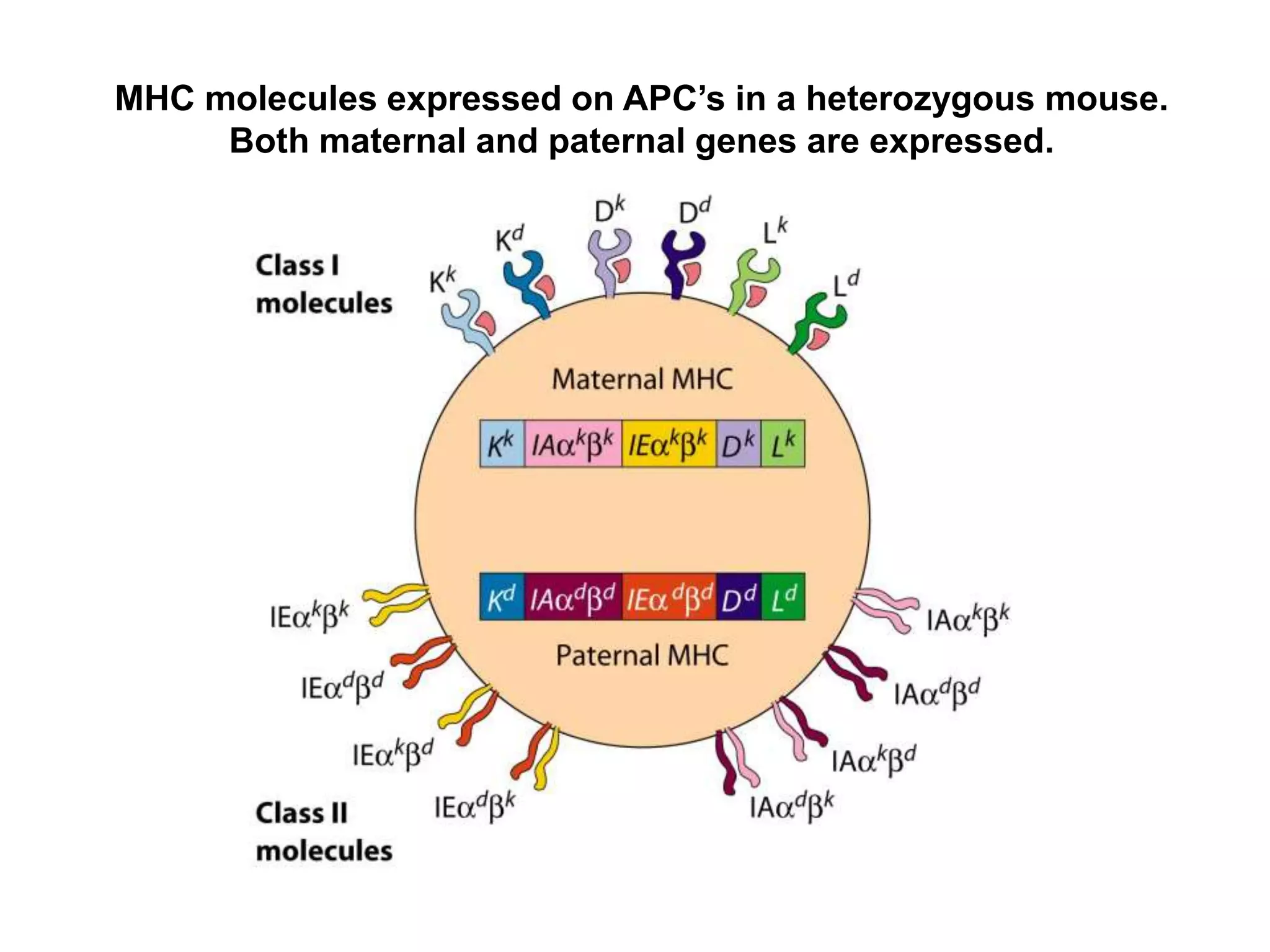 HLA and cytokines.ppt