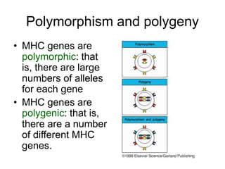 HLA and cytokines.ppt