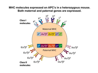 HLA and cytokines.ppt