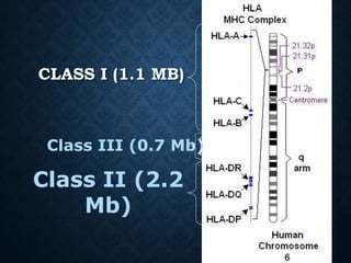 HLA human leukocyte antigen and MHC major histocompatibility complex. | PPT