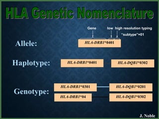 HLA human leukocyte antigen and MHC major histocompatibility complex. | PPT