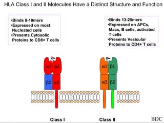 HLA human leukocyte antigen and MHC major histocompatibility complex. | PPT