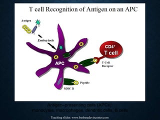 HLA human leukocyte antigen and MHC major histocompatibility complex. | PPT