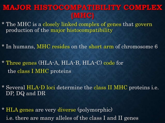 HLA human leukocyte antigen and MHC major histocompatibility complex. | PPT
