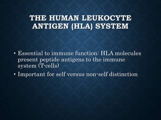 HLA human leukocyte antigen and MHC major histocompatibility complex. | PPT