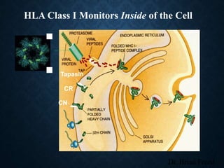 HLA human leukocyte antigen and MHC major histocompatibility complex. | PPT