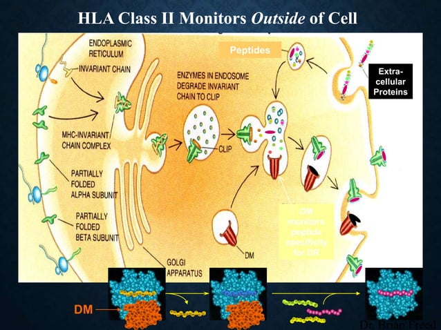 HLA human leukocyte antigen and MHC major histocompatibility complex. | PPT