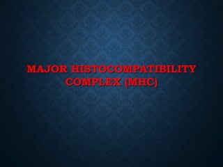 HLA human leukocyte antigen and MHC major histocompatibility complex. | PPT
