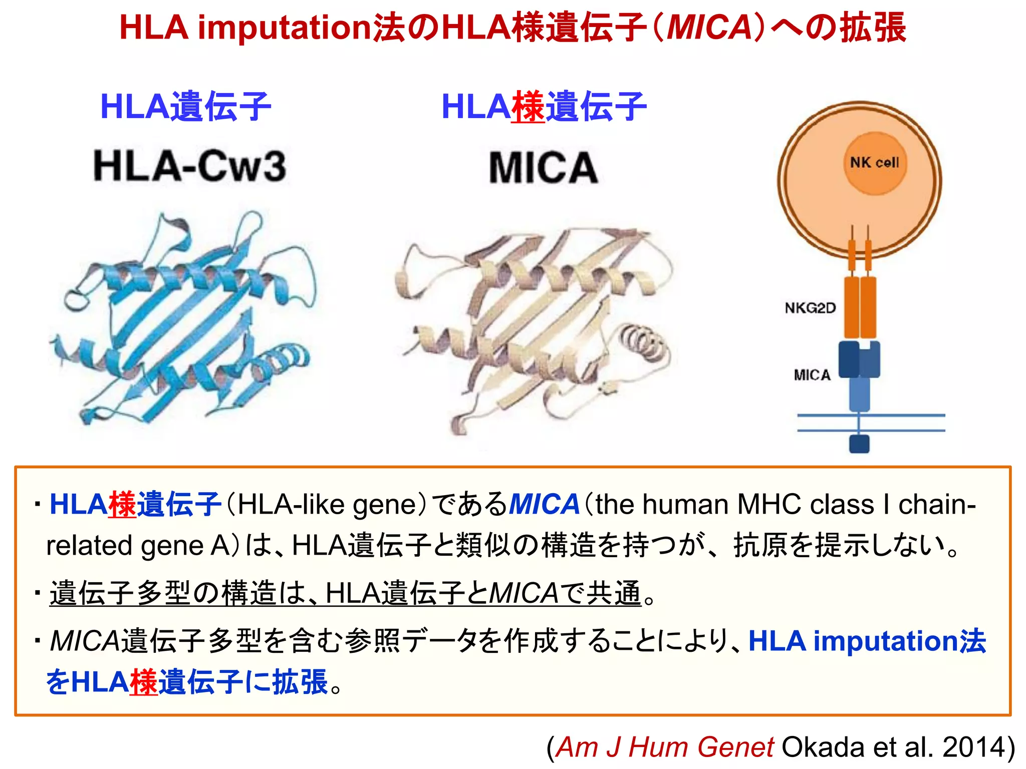 HLA/MICA imputation法によるMHC領域内遺伝リスクのfine-mapping | PDF