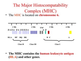 HLA structure | PPT