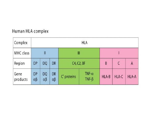 HLA structure | PPT