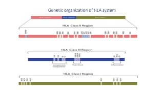 HLA system and principles of tolerance | PPTX