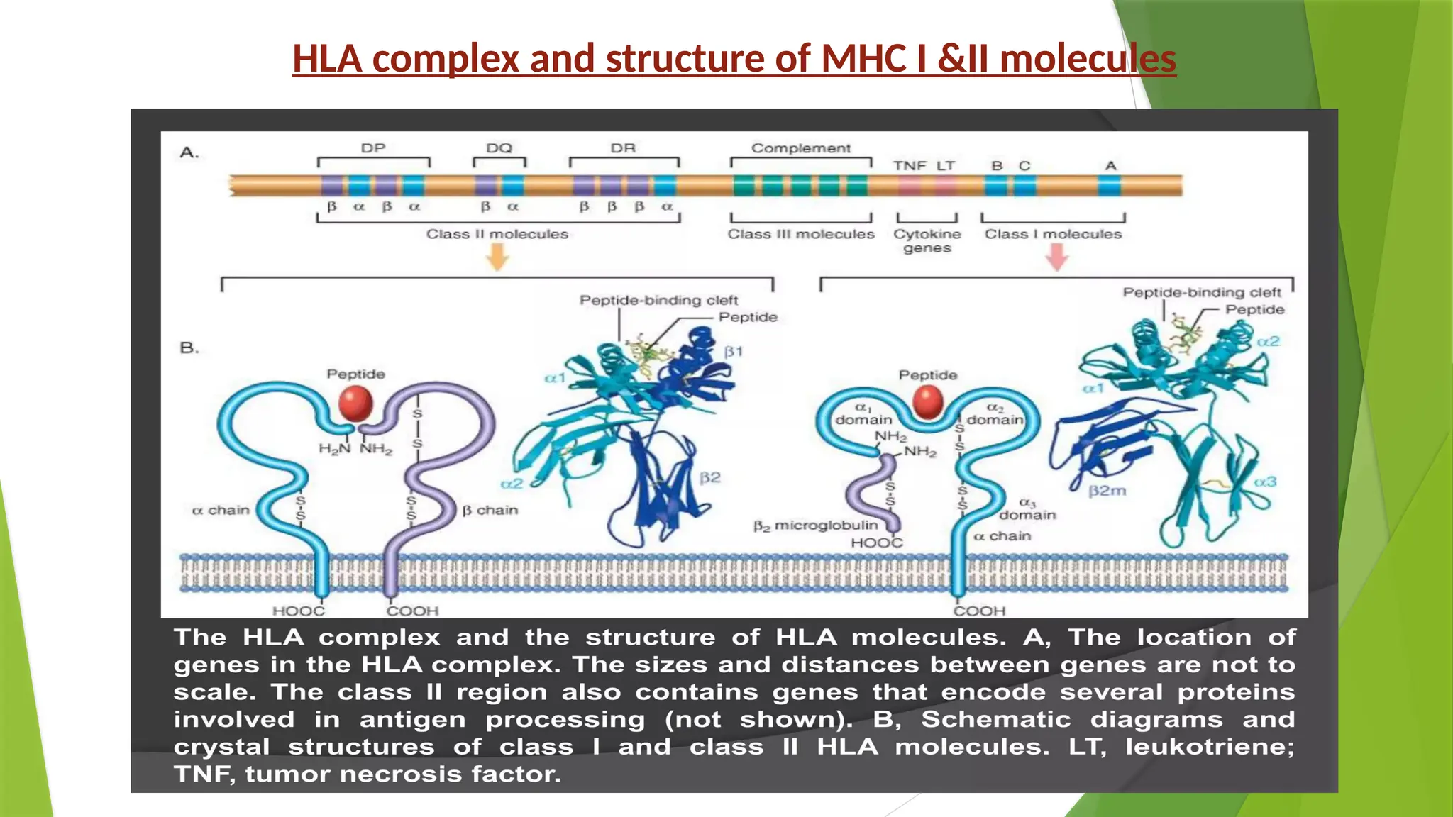 HLA System and the immune principles involved in Transplant & Mechanism ...