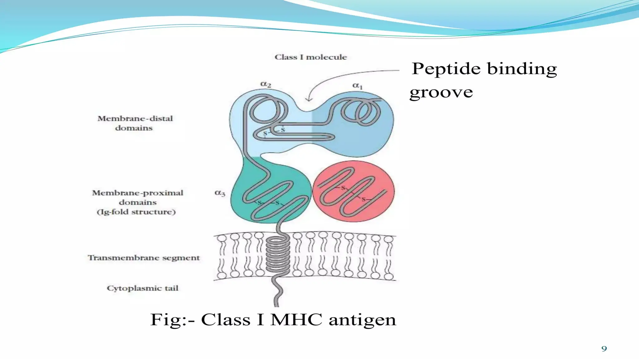 HLA System and the immune principles involved in Transplant & Mechanism ...