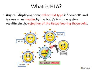 HLA sequencing - the barcode on your cells | PPTX