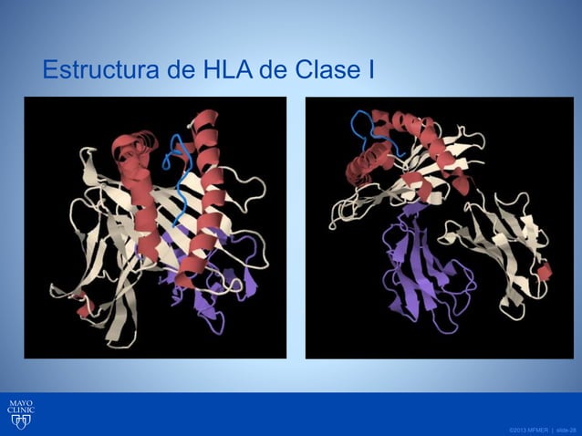 HLA Tipificación_Marcelo Pando | PPT