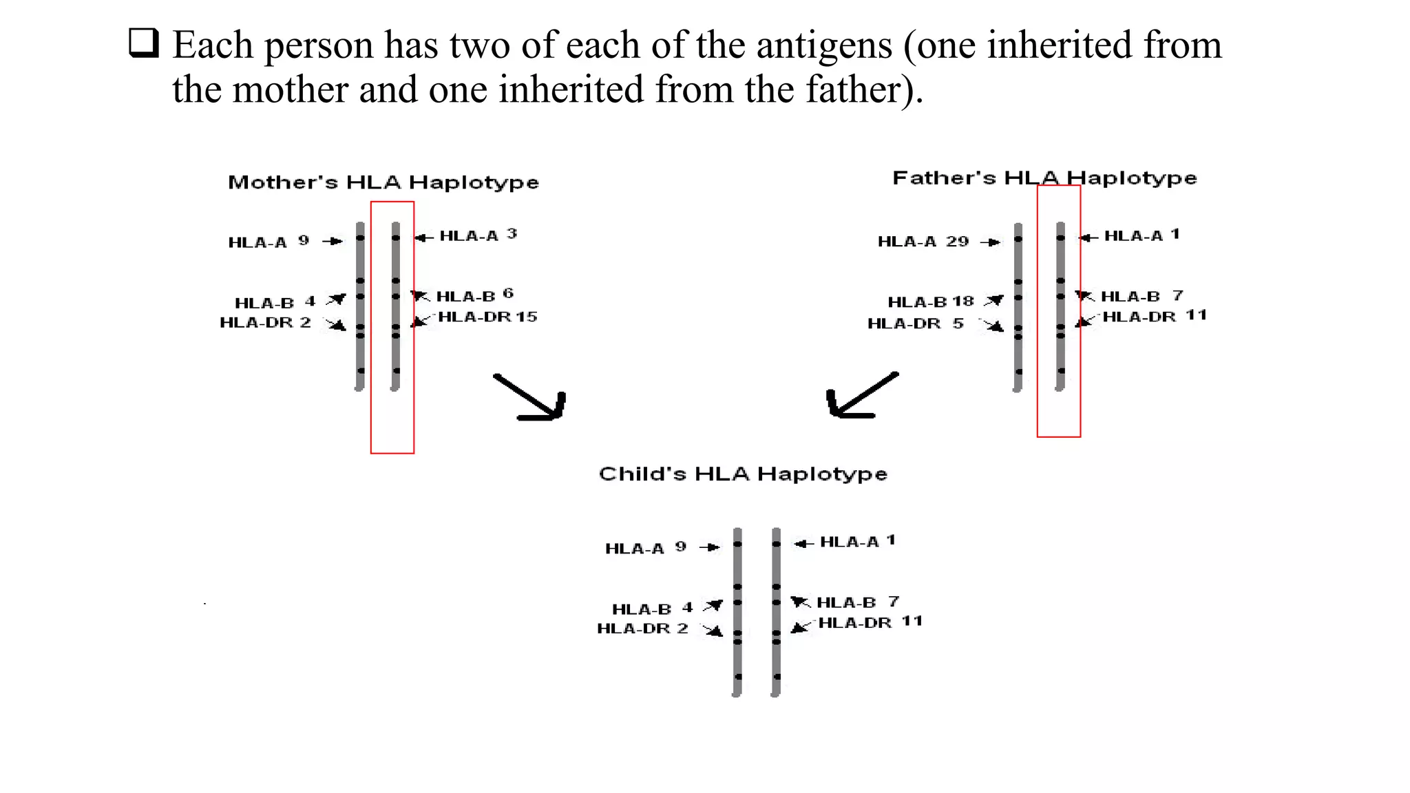 Hla typing and its role in tissue transplantation | PPTX