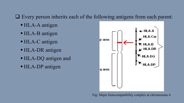 Hla typing and its role in tissue transplantation | PPTX