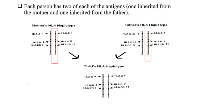 Hla typing and its role in tissue transplantation | PPTX