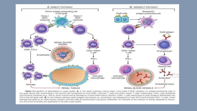 Hla typing and its role in tissue transplantation | PPTX