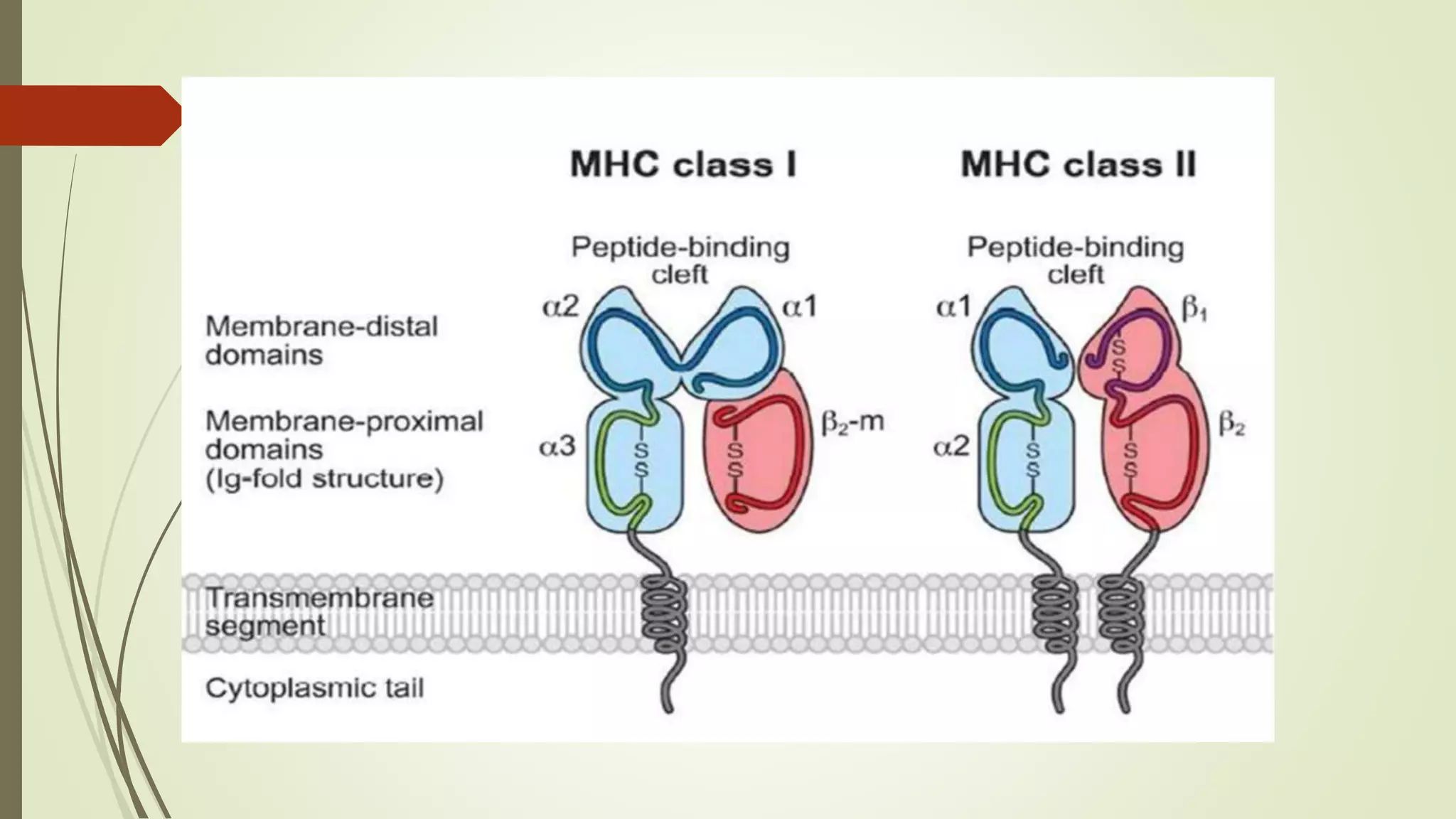 HLA Typing, Role in kidney transplant.pptx