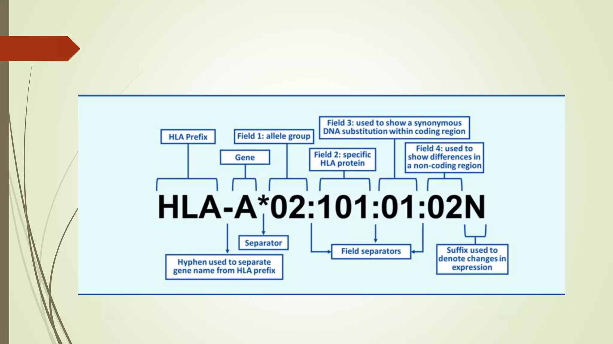 HLA Typing, Role in kidney transplant.pptx