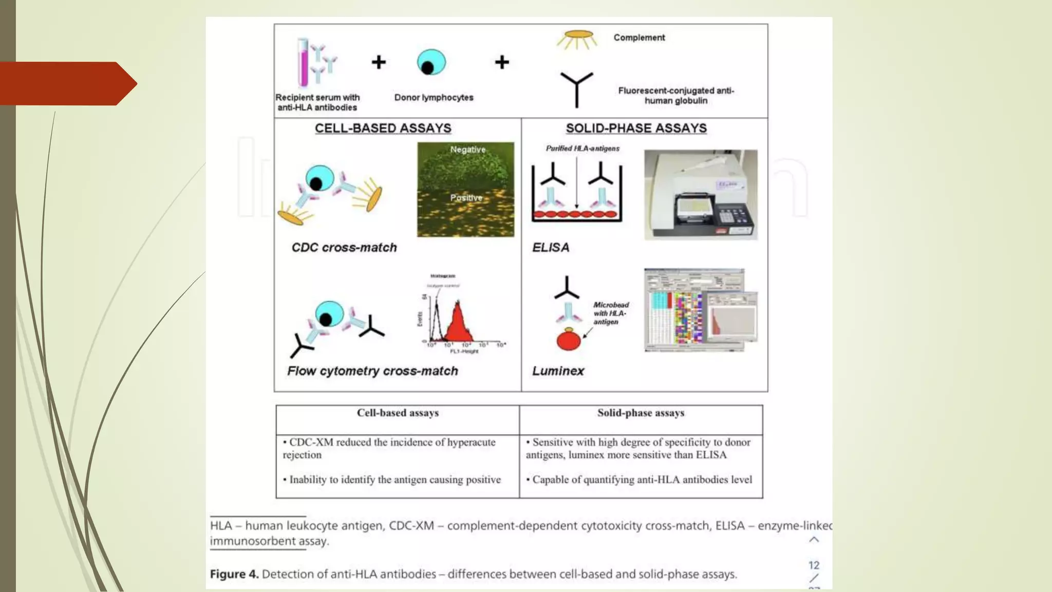 HLA Typing, Role in kidney transplant.pptx