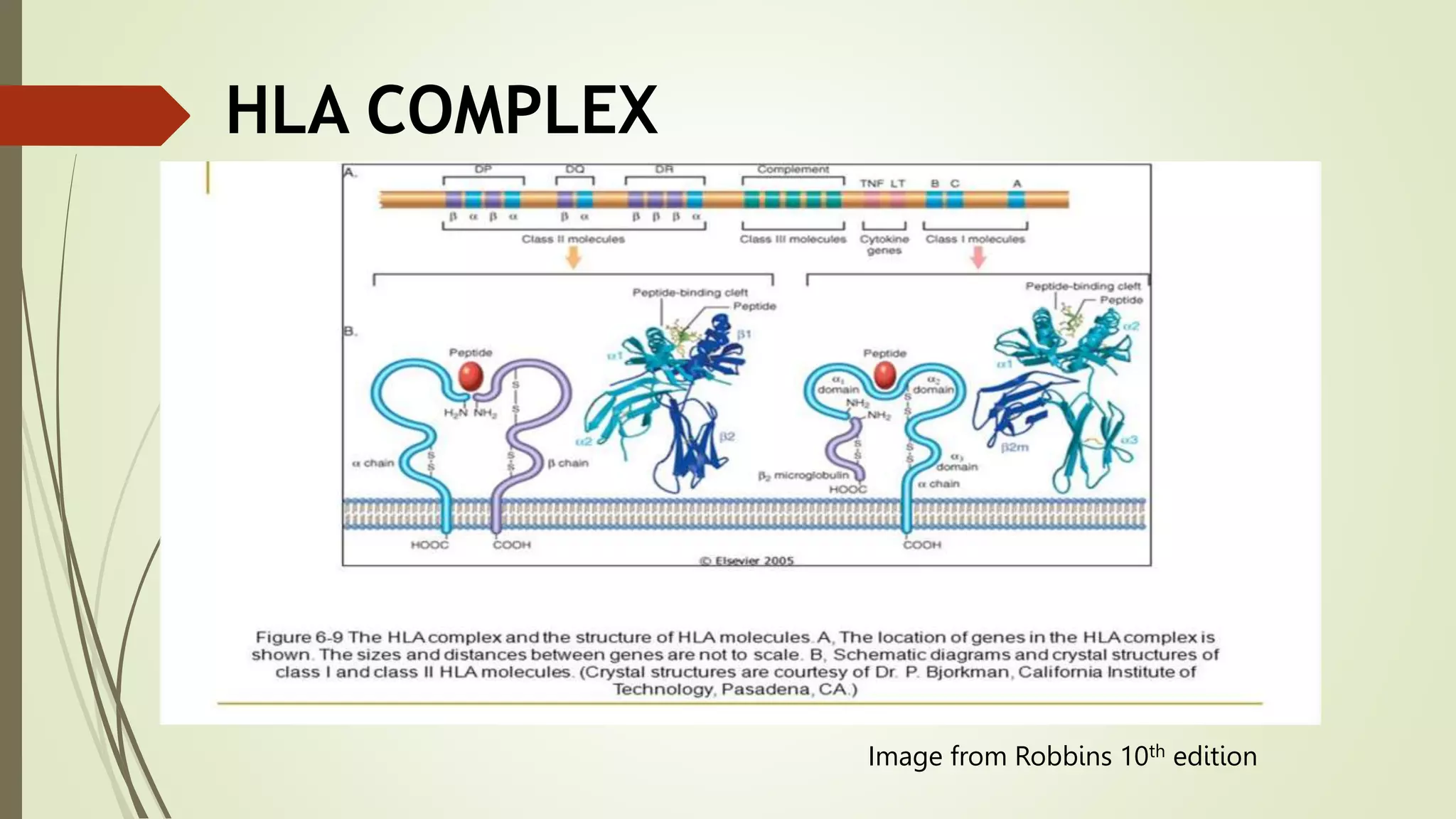 HLA Typing, Role in kidney transplant.pptx
