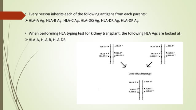 HLA Typing, Role in kidney transplant.pptx