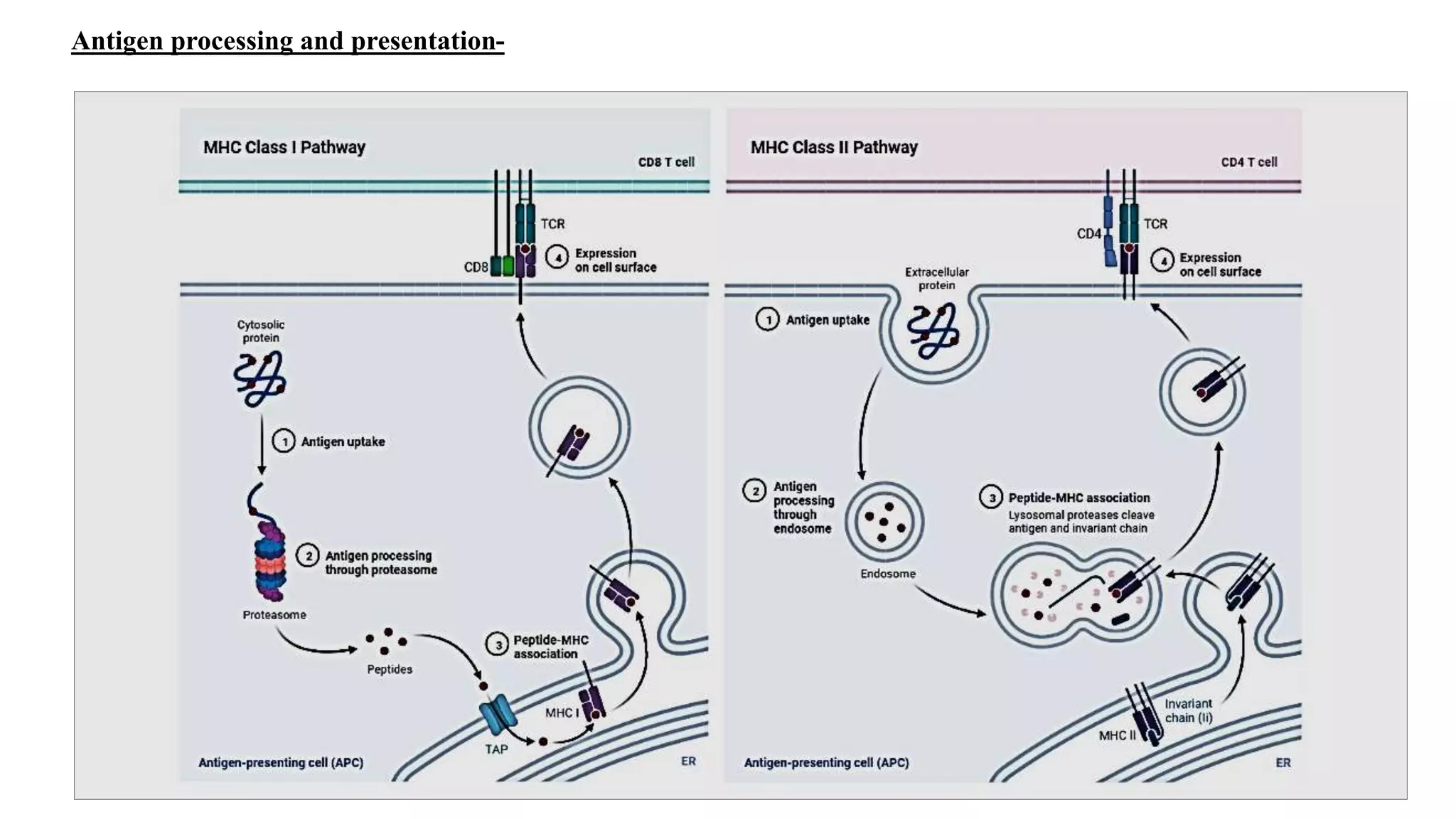 HLA typing SSO method using xMAP Technology. | PPTX