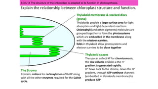 HL Carbon fixation photosynthesis.pptx